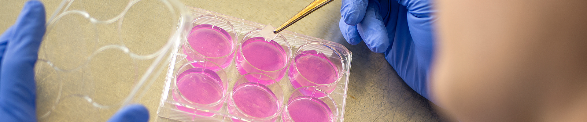 Bacterial Endotoxin Testing White Paper: Understanding Methods to ...