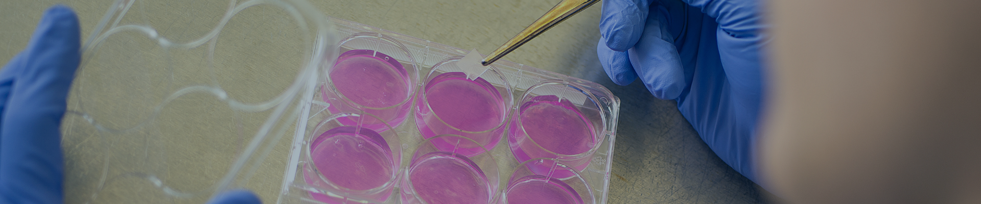 Biocompatibility ISO 10993 Testing - Cormica - Global Medical Device ...